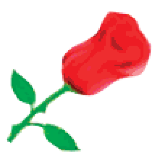 Flowers Trivandrum - Rosa Florists And Floral Decors Flowers Trivandrum - Rosa Florists And Floral Decors